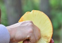 Ciudad Olinka | Nuestra región cultural | Ciudad Olinka