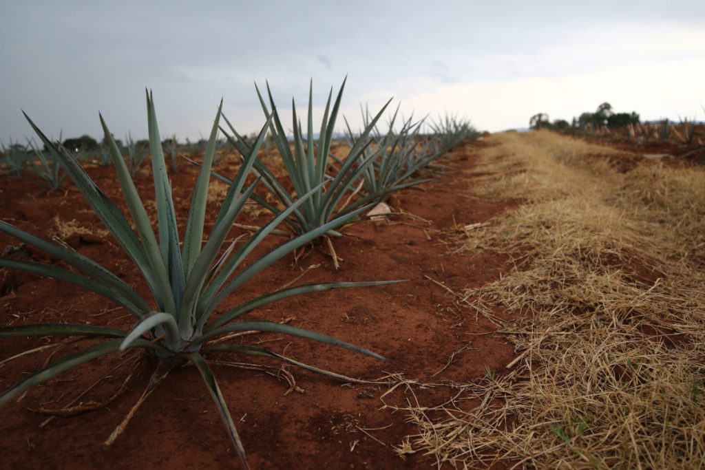 ¿Por qué la tierra de los Altos de Jalisco es roja? - Ciudad Olinka